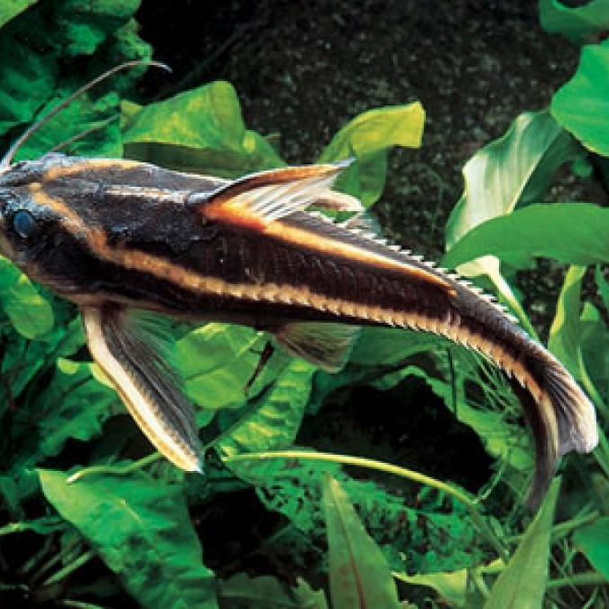 Сом крупный для аквариума