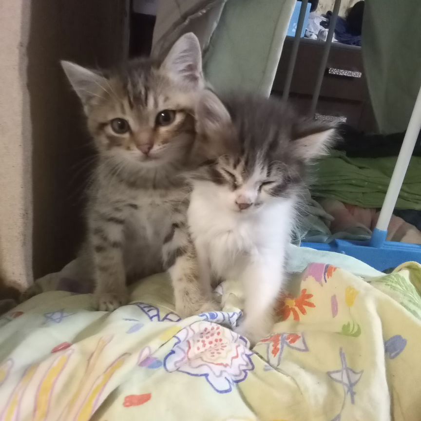 Отдам кошку, двух котят мальчиков и кота