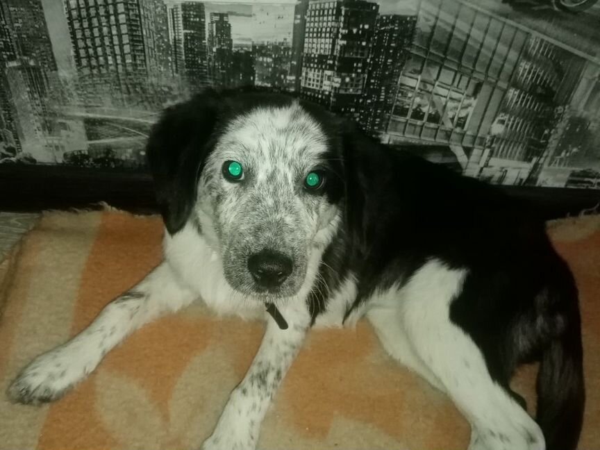 Метис спаниеля