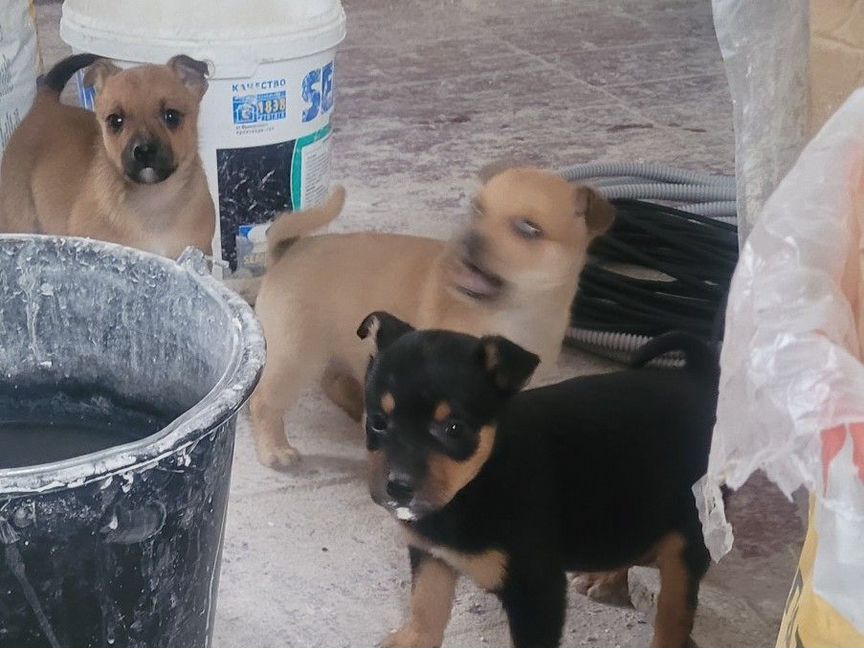 Щенки в добрые руки