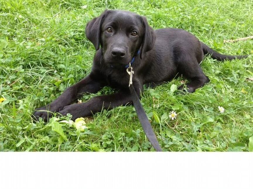 Щенки лабрадора черные