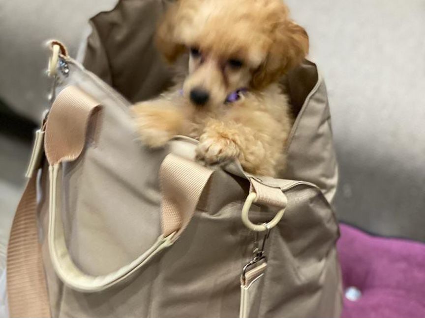 Сумка - переноска/автокресло