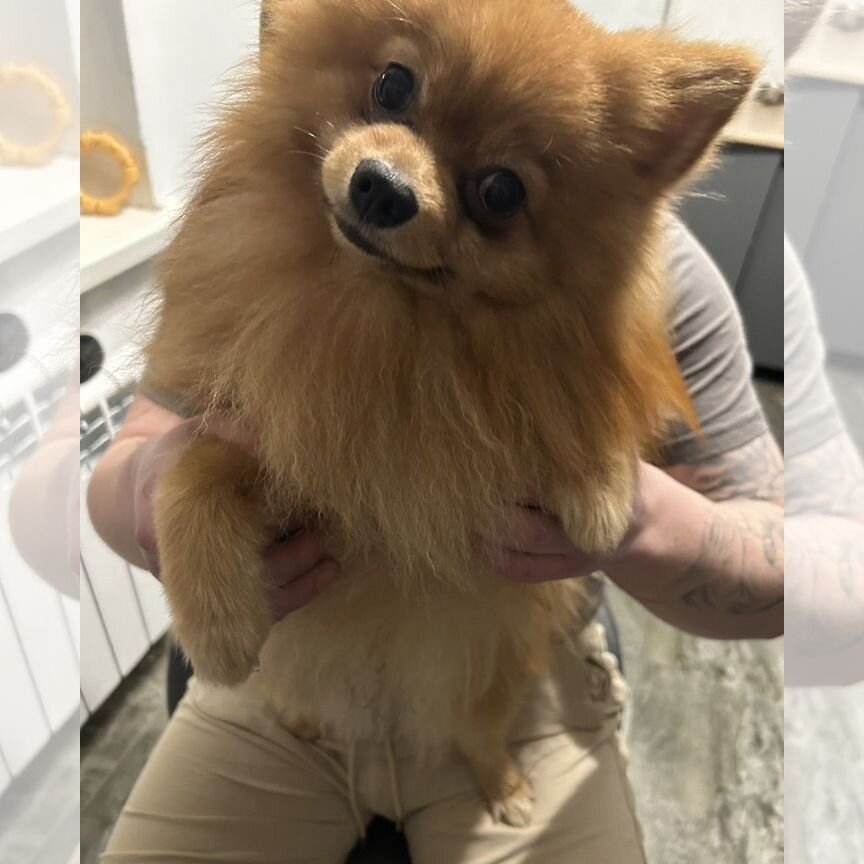 Померанский шпиц, щенок