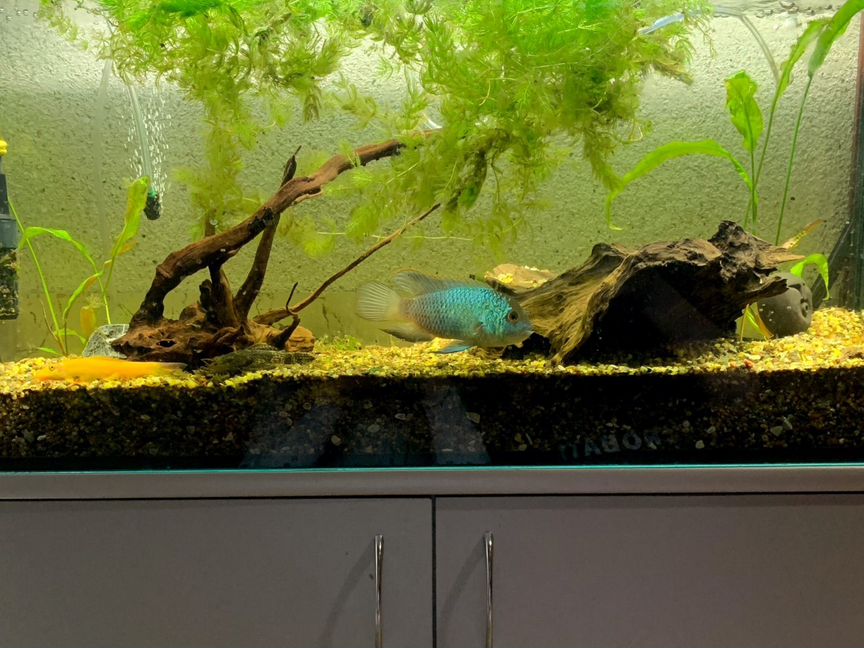 Аквариум 110 литров, с тумбой и фильтром