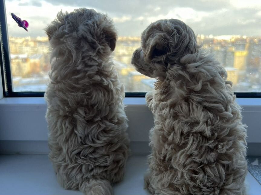 Maltipoo f-1 mini