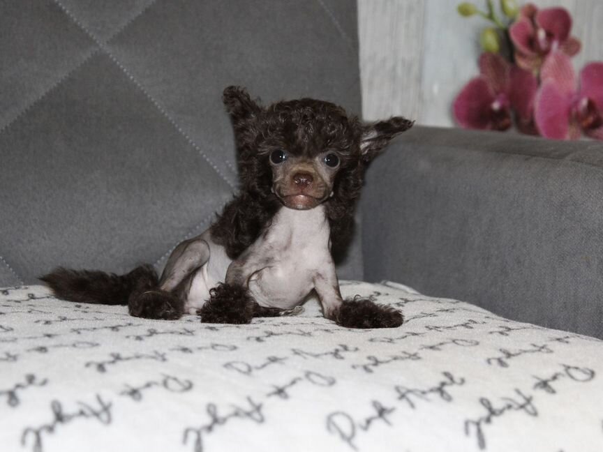 Очаровательная шоколадная малютка