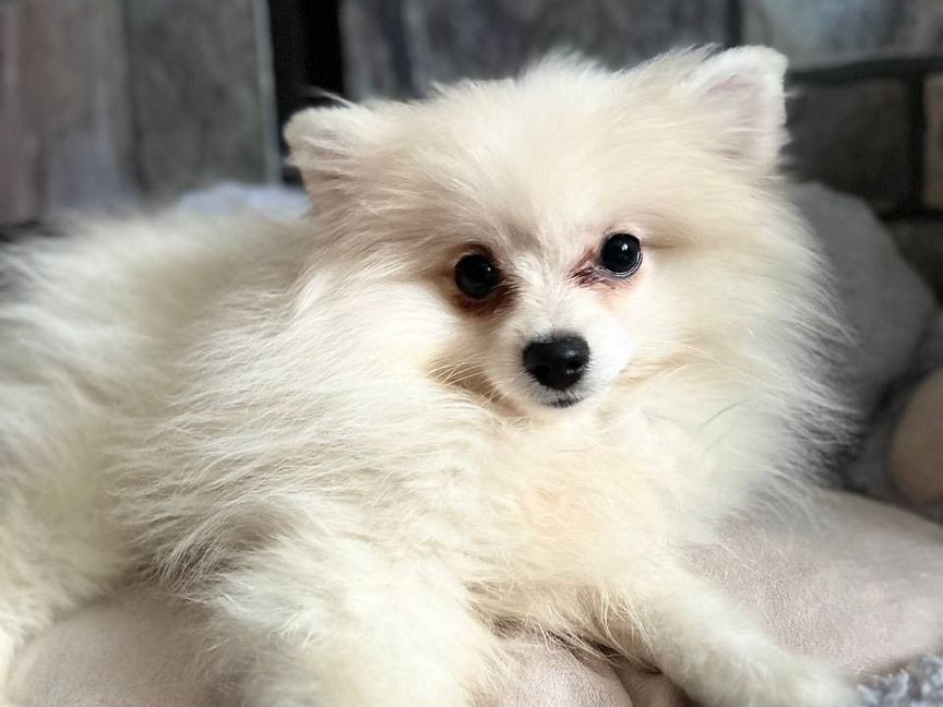 Померанский шпиц