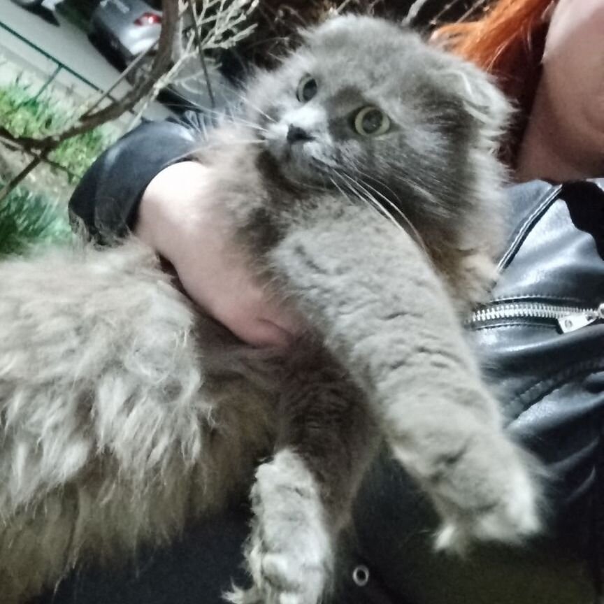 Ищет дом кошечка