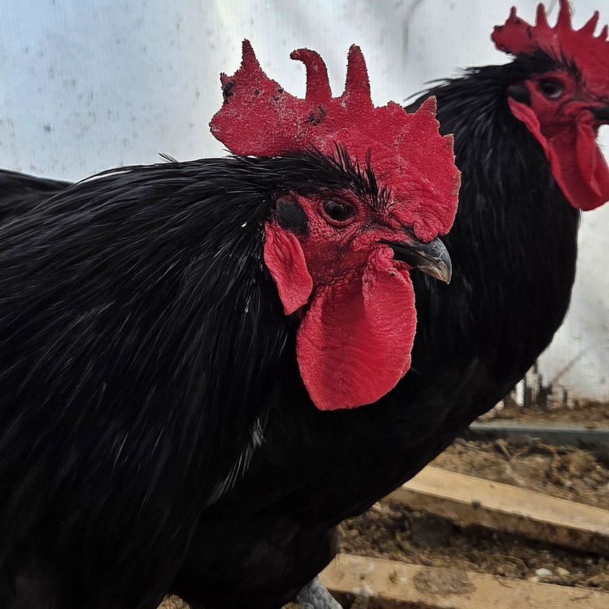 Куры джерсийский гигант