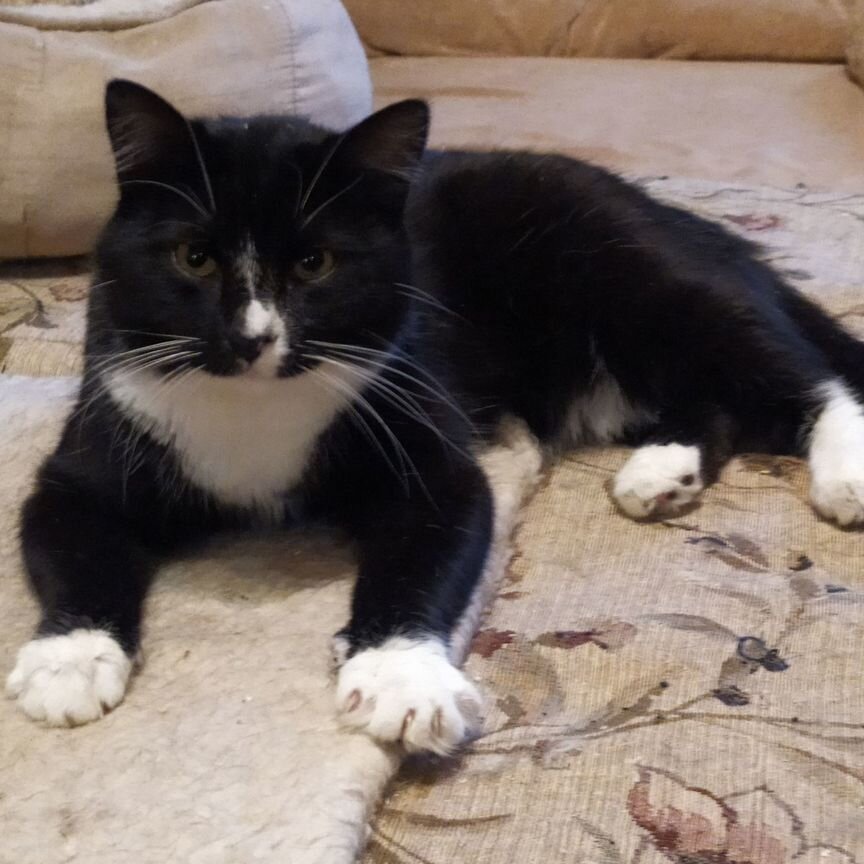 Взрослый кот в добрые руки