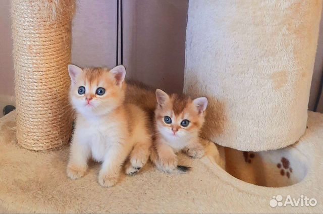 Шотландские золотые котята