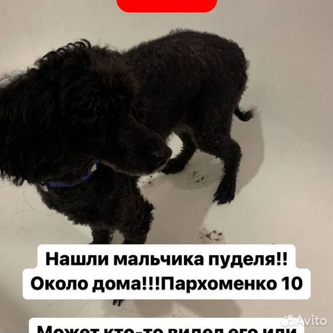 Нашли собаку, мальчик-пудель