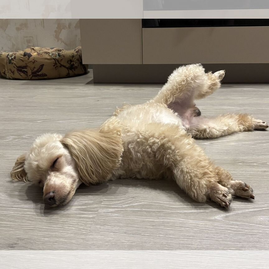 Пудель, взрослый пёс