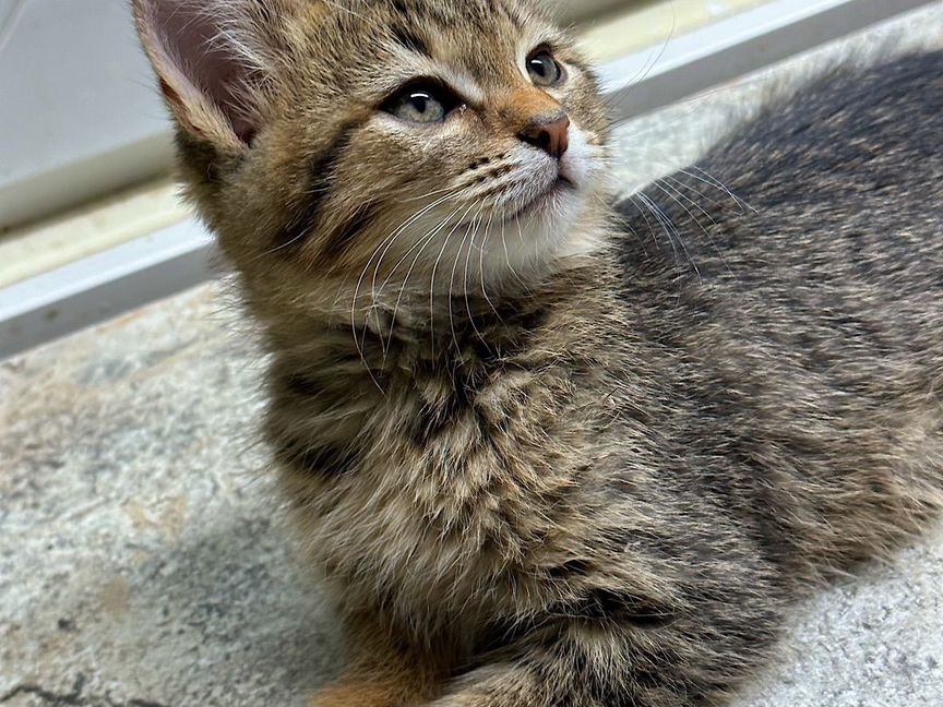 Котенок мальчик 2,5 месяца