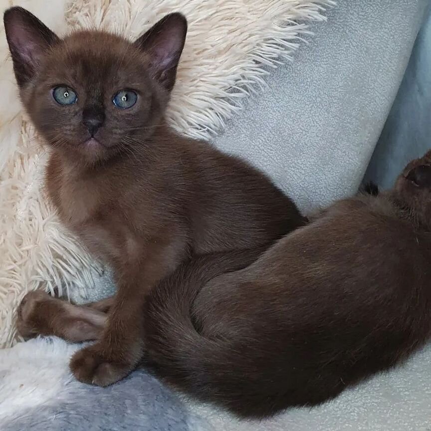 Европейский бурманский котёнок