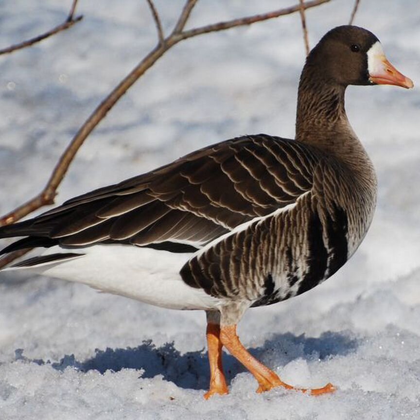 Белолобые гуси