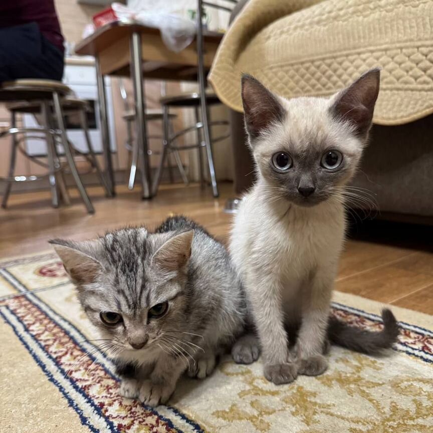 Котята
