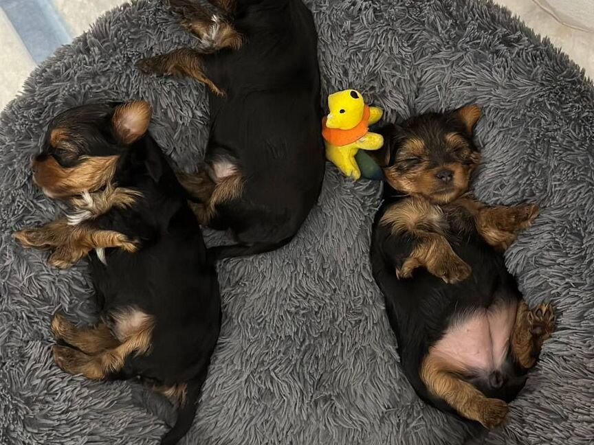 Йоркширский терьер щенки