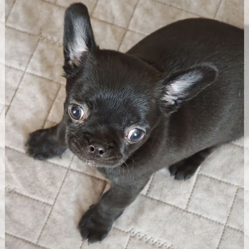 Чихуахуа, щенок