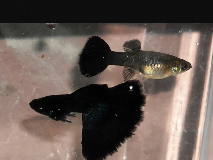 Гуппи черный монах