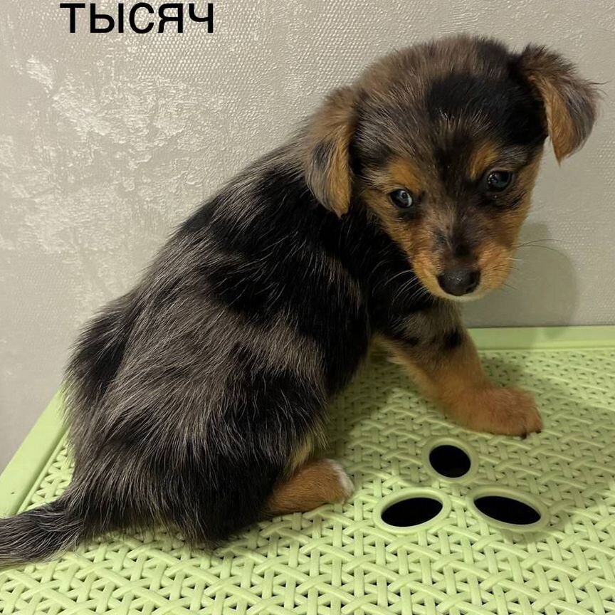 Немецкий шпиц, щенок