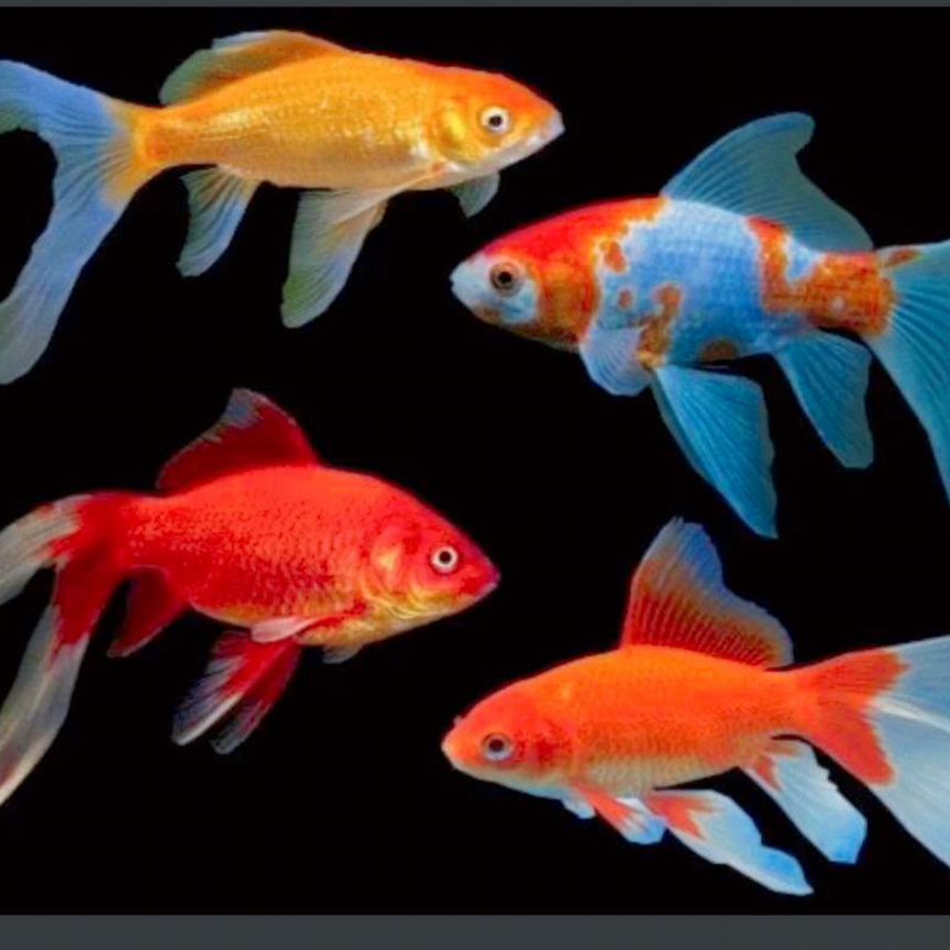 Золотая рыба Комета