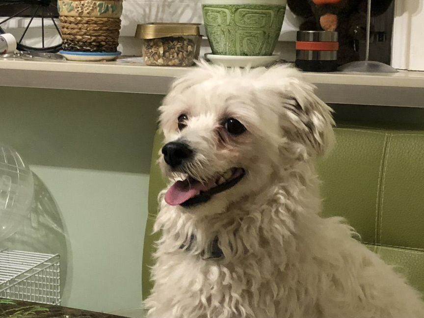 В добрые руки собака