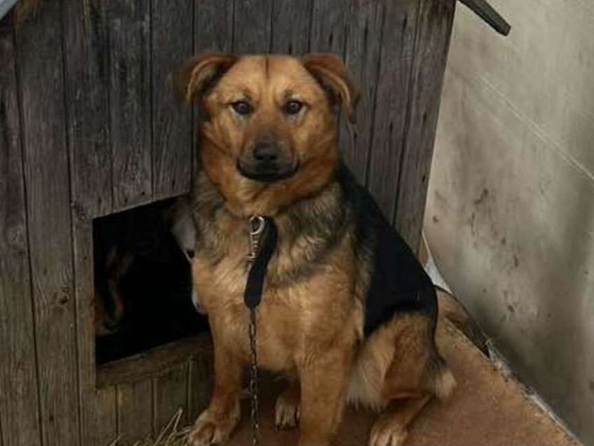 Собака в добрые руки отдам бесплатно