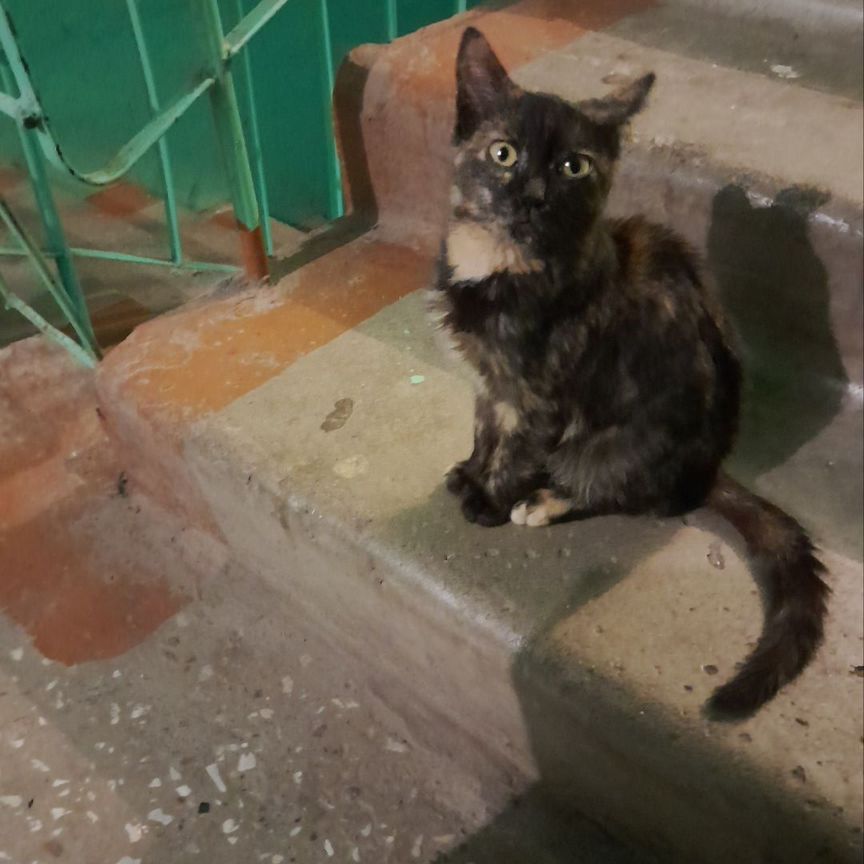 Котята в добрые руки бесплатно девочка