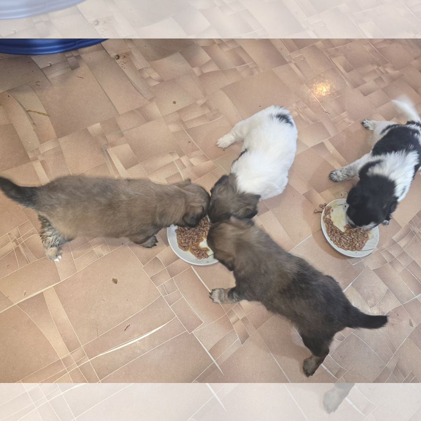 Щенок в добрые руки