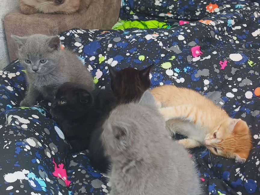 Котята 1.5 мес Лоток на 5+