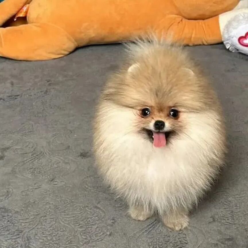 Померанский шпиц, щенок