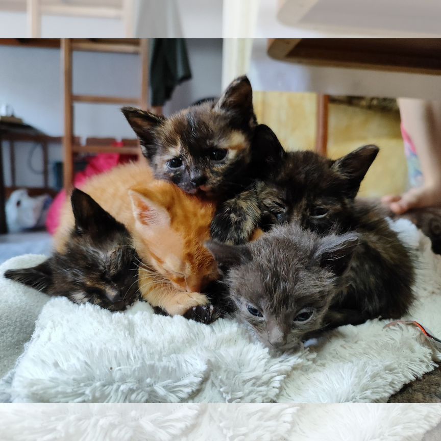 Котята в добрые руки