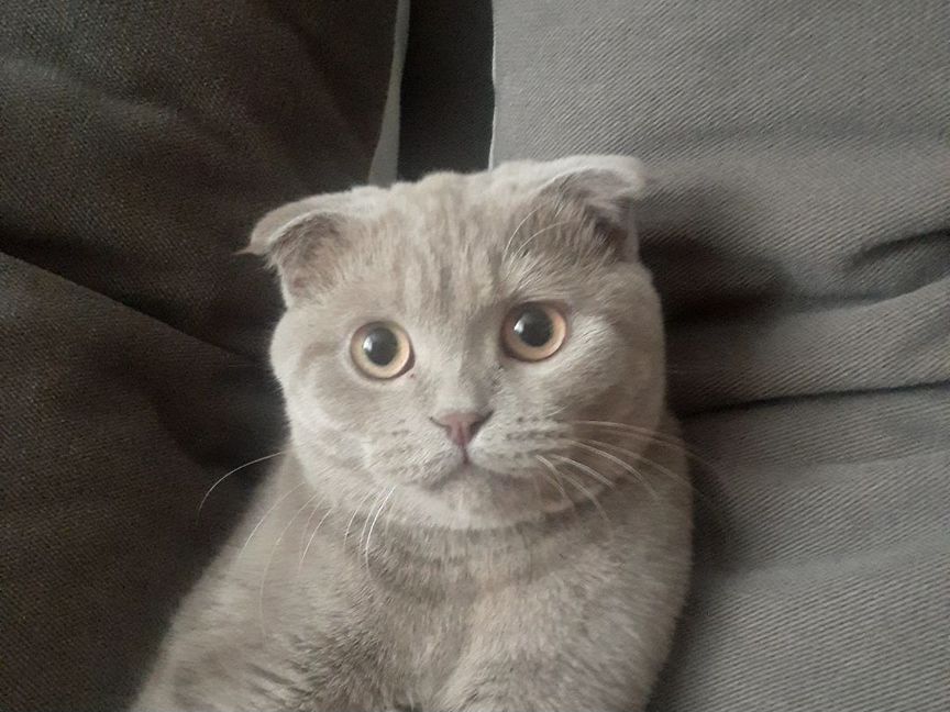 Шотландская