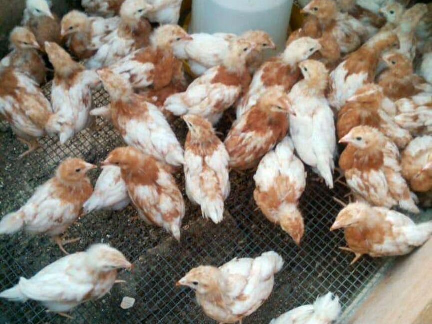 Ломан браун несушки цыплята