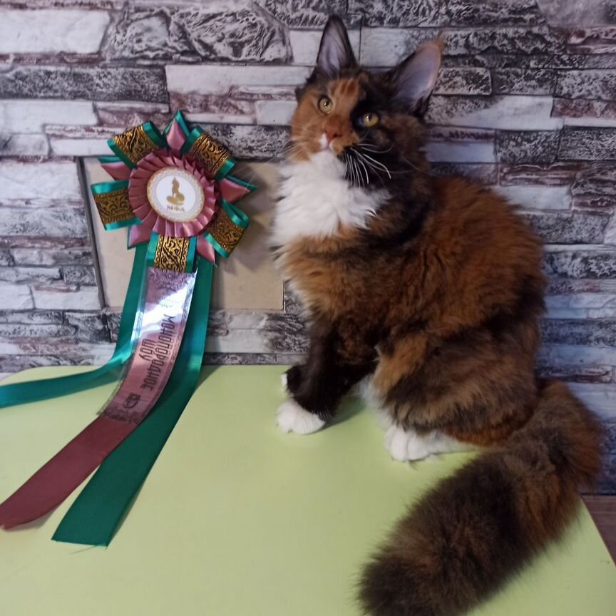 Бомбическая девочка. Мейн Кун полидакт