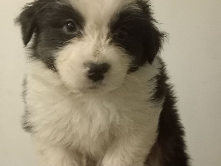 Щенок австралийской овчарки