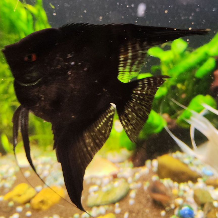 Скалярия черный бархат