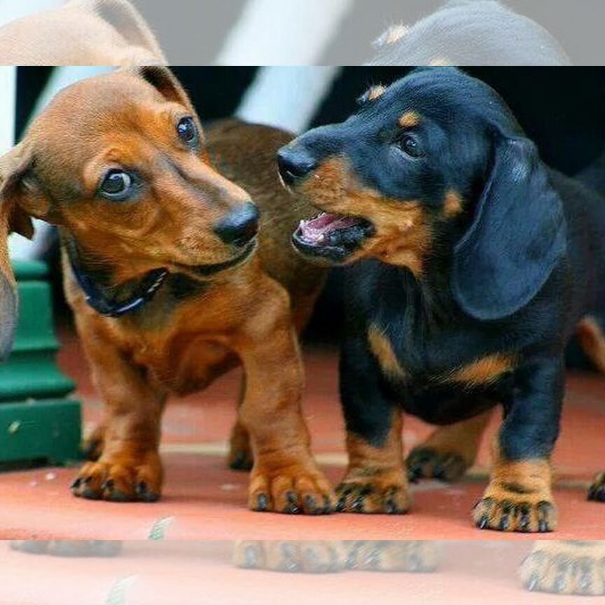 Карликовая такса, щенок