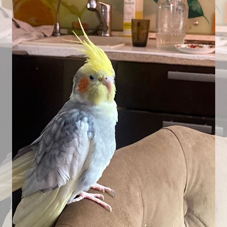 Попугай корелла с клеткой