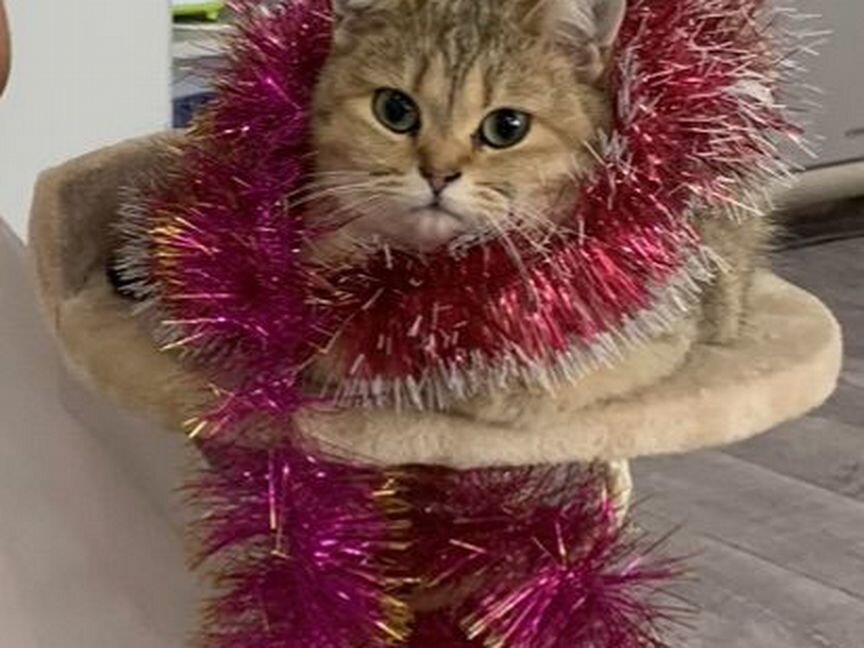 Ищем на вязку кота британская золотая шиншилла