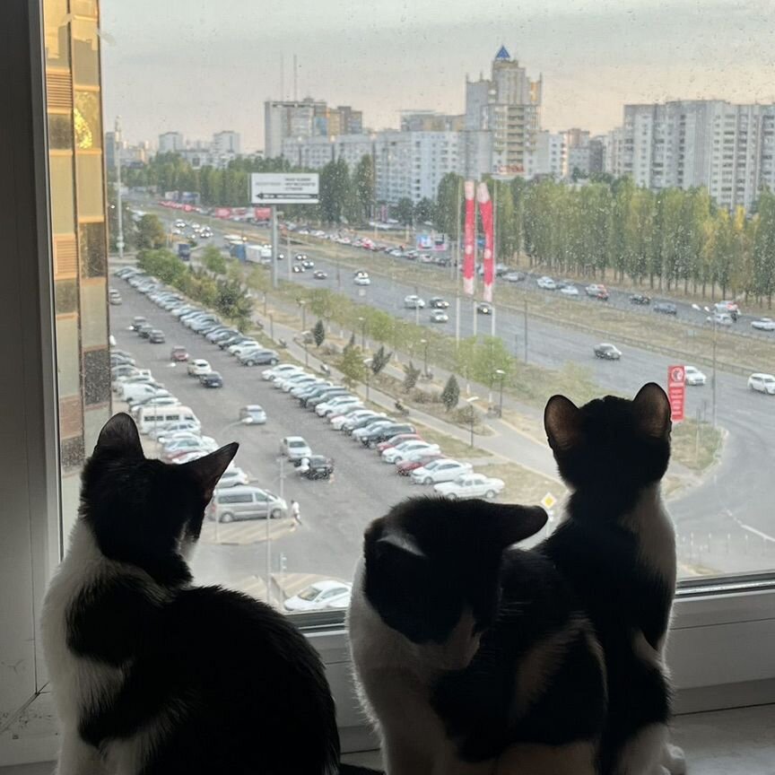 3 котенка 4 месяца