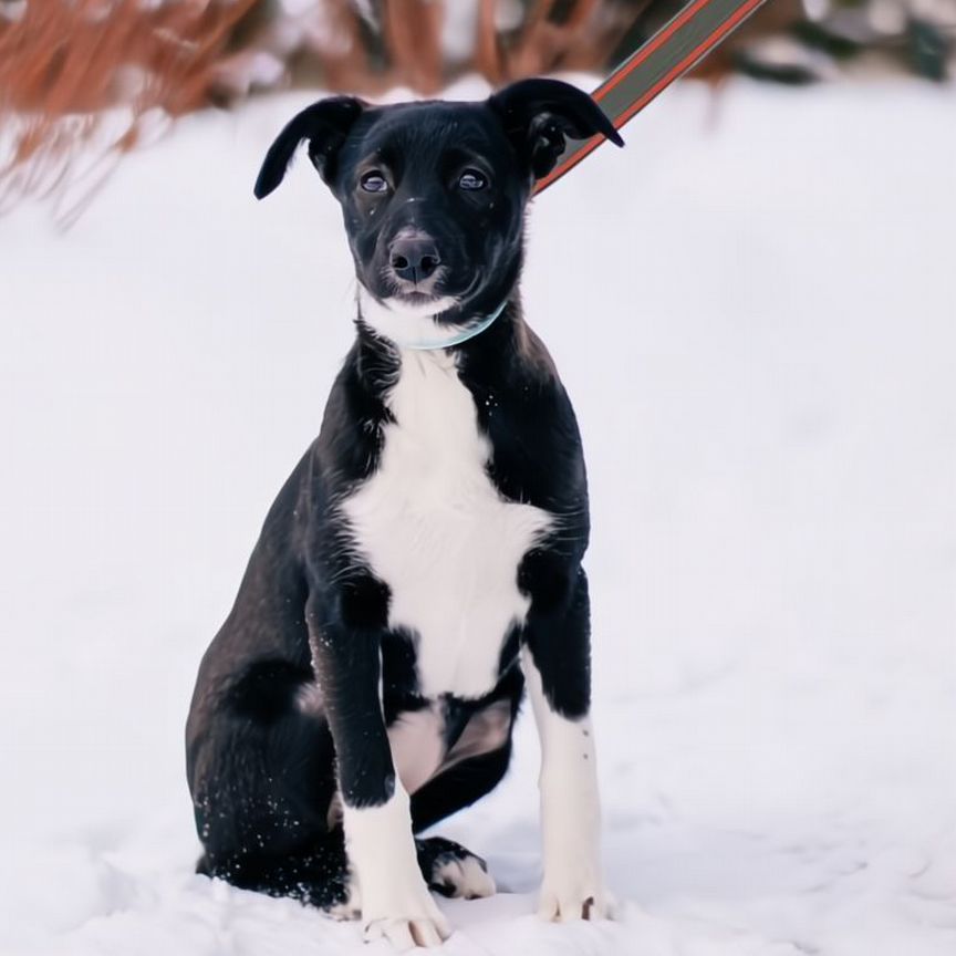 Щенок в добрые руки