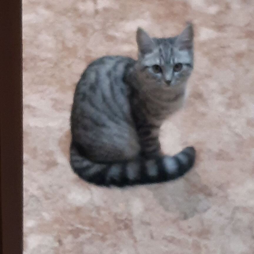 Шотландские прямоухие котята