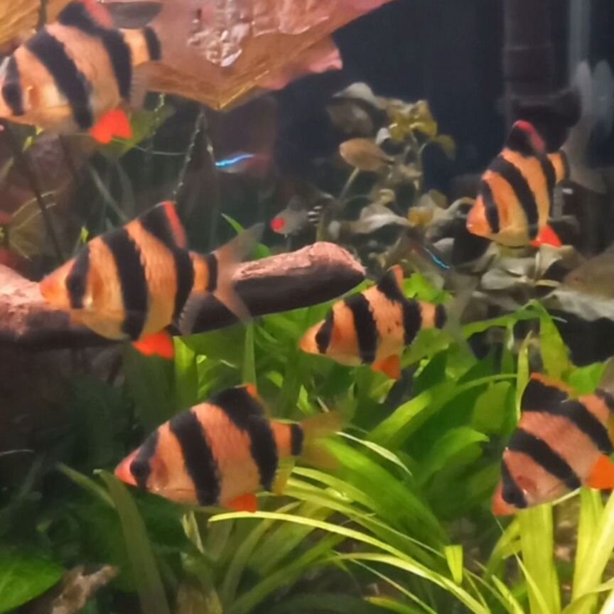 Аквариумные рыбки