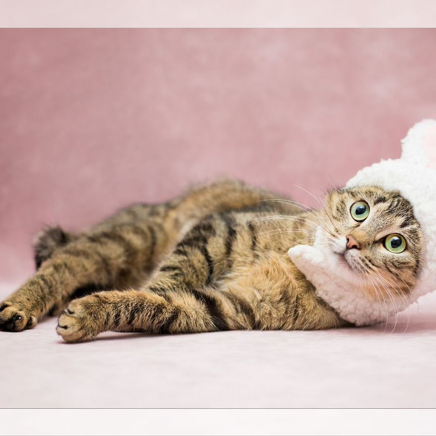 Взрослая, кошка в добрые руки