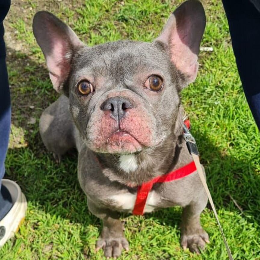Французский бульдог в добрые руки
