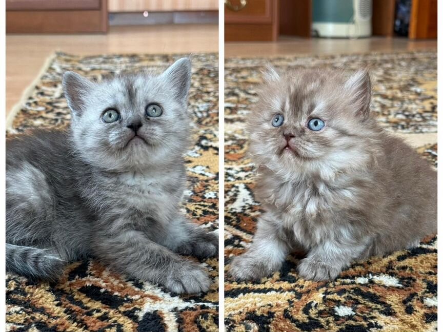 Шотландские прямоухие котята
