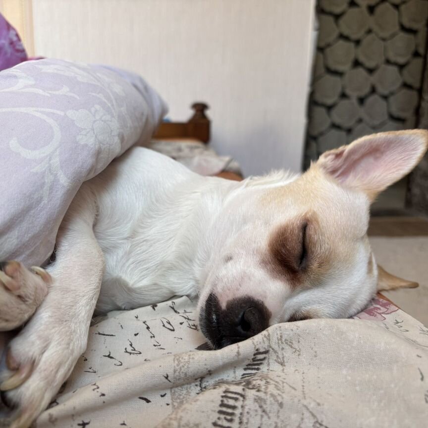 Ждек рассел терьер случка