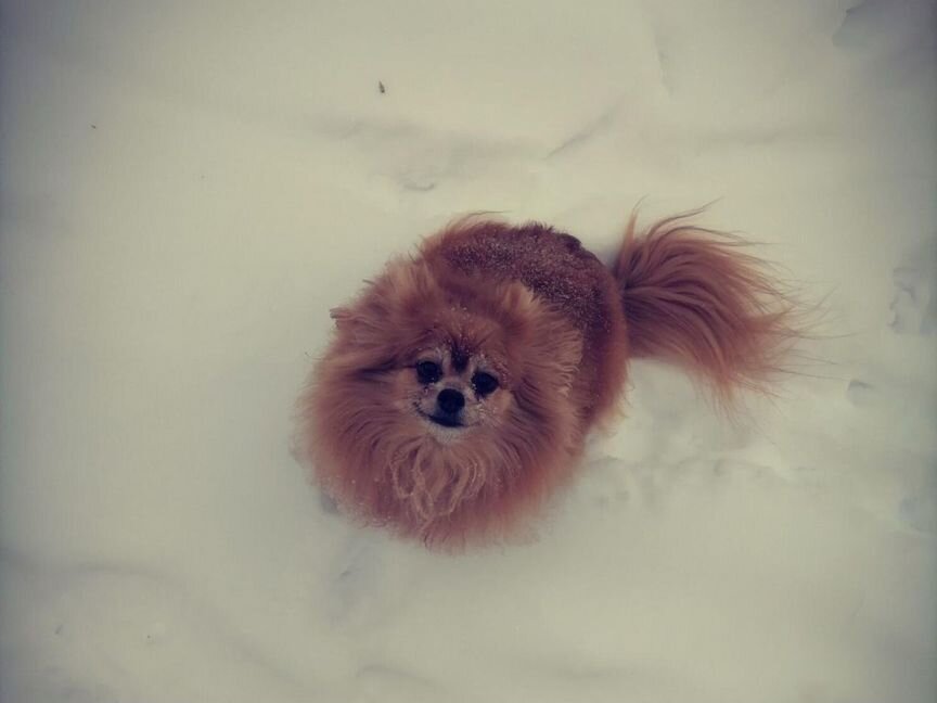 Померанский шпиц девочка взрослая